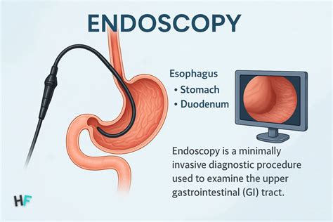 Endoscopy Vs Colonoscopy Purpose Procedure And Cost In Uae