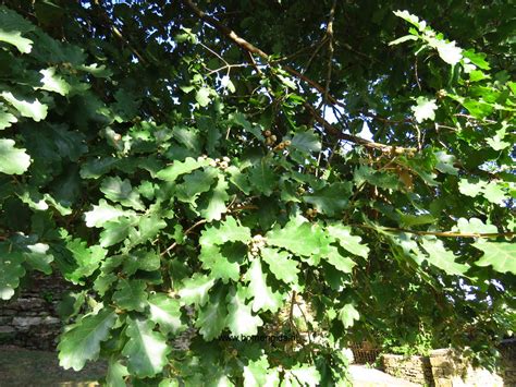 Herken De Boomsoort Nl Donzige Eik Zachte Eik Latin Quercus Pubescens Uk Downy Oak Ge