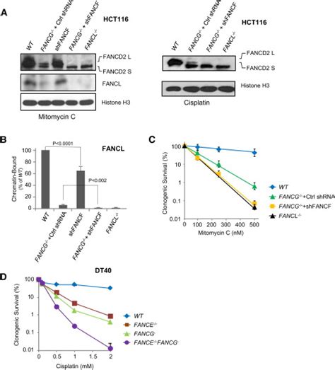 The A G 20 And C E F Modules Exhibit Nonredundant Functions In The