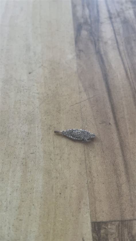 Worm In Turtle Like Shell Rwhatisthisbug Worm In Turtle Like Shell Rwhatisthisbug