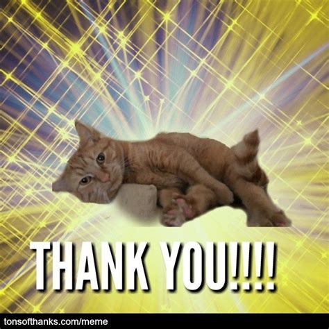 56 Cute Cat Thank You Memes Thank You Memes Cat Memes Thank You Cat