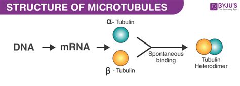 What Are Microtubules Definition Structure Function