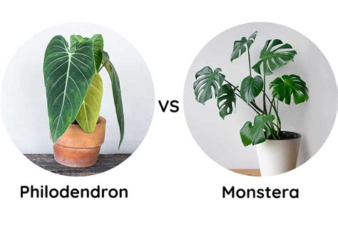 Philodendron Vs Monstera What Are The Differences Plantglossary