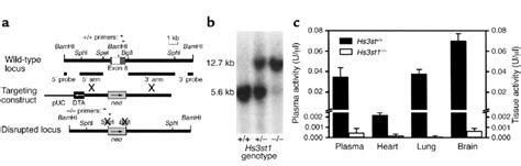 Disruption Of The Mouse Hs3st1 Locus A Gene Targeting Strategy Exon
