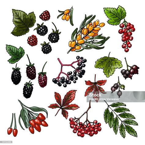 열매 스케치 벡터 음식 블랙 베리 커런트 바다 갈매 처녀 포도 산 재 고지 보이젠베리 조스타베리 블랙베리에 대한 스톡 벡터 아트 및 기타 이미지 Istock