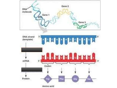 Genetic Inheritance Diagram Quizlet