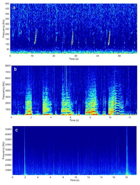 2 Southern Right Whale Eubalaena Australis Vocalisations Observed In Download Scientific