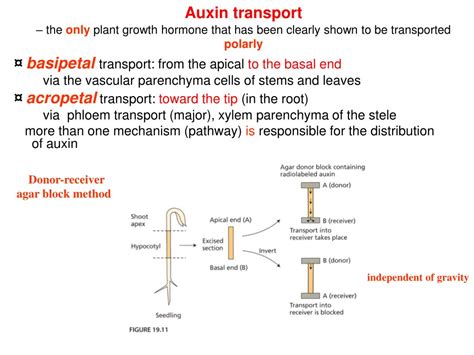 Ppt Tryptophan Independent Pathways Of Iaa Biosynthesis Powerpoint
