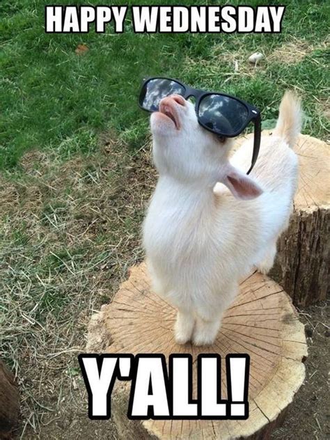 65 Craziest Funny Wednesday Memes To Make Brighten Your Day