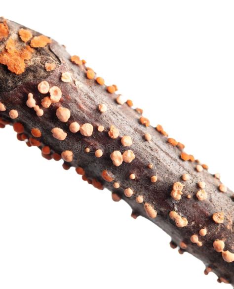 Disease On A Tree Branch Isolated On A White Background Stock Image Image Of Orange Branch