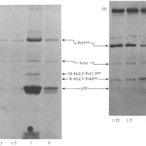 A Whole Virus Samples Of M MuLV MJD M And R MuLV R Run On Download Scientific