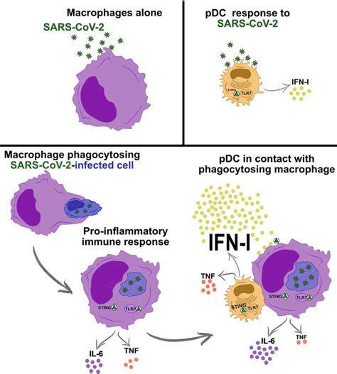 巨噬细胞吞噬 Sars Cov 2 感染细胞介导有效的浆细胞样树突状细胞激活 Cellular And Molecular Immunology X Mol