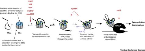 Learning From The Leaders Gene Regulation By The Transcription
