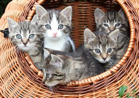 4k 5k Cats Wicker Basket Kittens Glance Two Ginger Color Hd