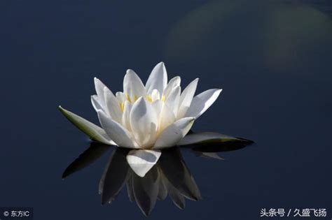 上聯幾朵白蓮浮水面丨下聯請君賜教對聯 每日頭條