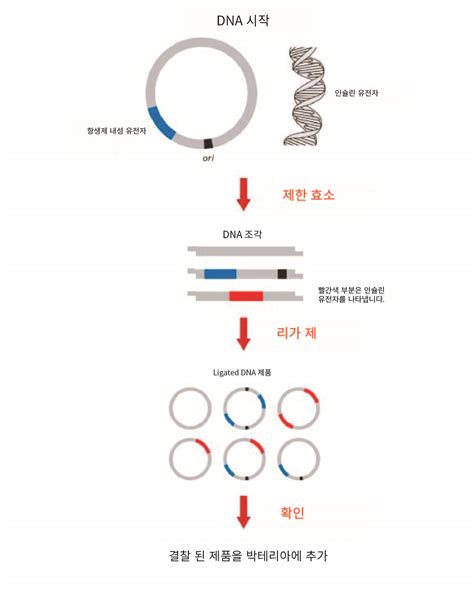 박테리아의 유전자 재조합