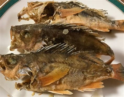 沖 メバル 料理 Forcesuppo