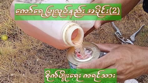 Agriculture ကော်ရေပြုလုပ်နည်း စိုက်ပျိုးရေးကရင်သား စိတ်ဝင်စားရင်ဝင်ကြည့်လိုက်ပါဗျာ Youtube
