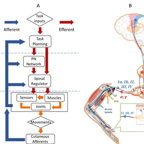 Pdf Achieving Neural Compatibility With Human Sensorimotor Control In Prosthetic And