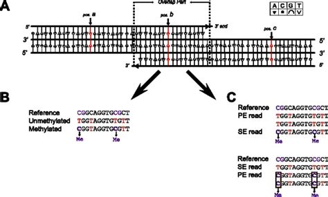 Smap A Streamlined Methylation Analysis Pipeline For Bisulfite