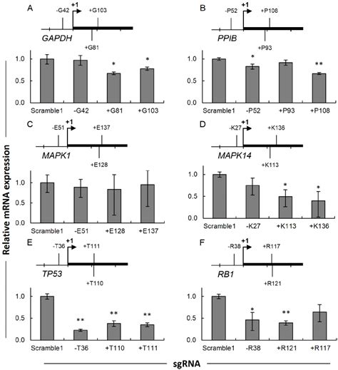 Evaluation Of Dcas9 Targeting To The Tss Of Various Genes Diagram Of Download Scientific