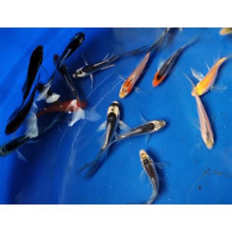 Jual Ikan Koi Kumpay Slayer Paket 5 Ekor Shopee Indonesia