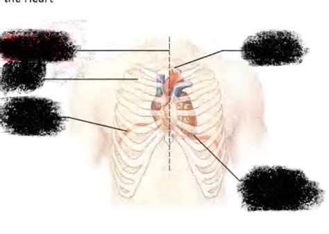 Bi 242 Lab 1 Heart Model Images 3 Diagram Quizlet