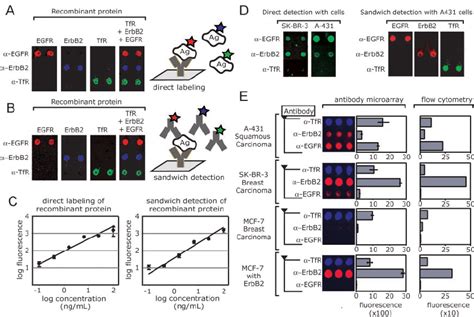 Multiplex Detection Of Protein Antigens On Ab Microarrays A