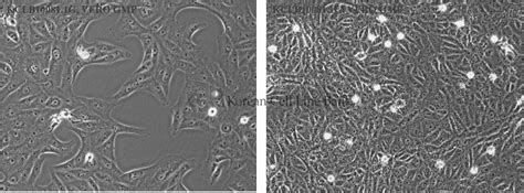 Korean Cell Line Bank