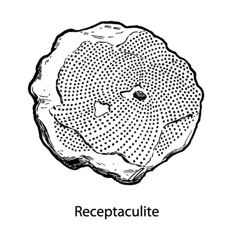 Tyndall Stone Fossils Museum Of Natural Sciences University Of