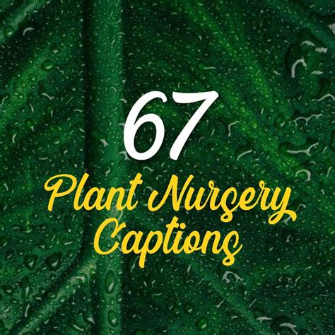67 Plant Nursery Instagram Captions Template Social Media Photo Caption