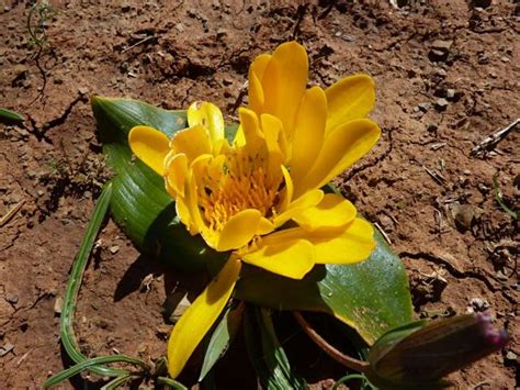 Daubenya Pacific Bulb Society