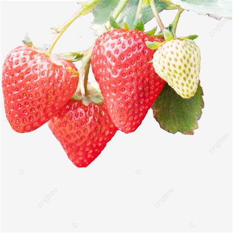 딸기 따기 딸기 정원을 따기 크림 딸기 신선한 Png 일러스트 및 이미지 에 대한 무료 다운로드 Pngtree