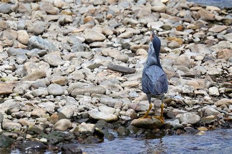 ササゴイ Ⅱ 捕食 鳥撮りmarch