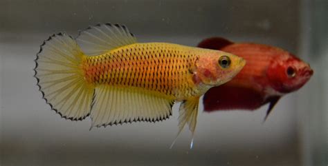 Betta Update Inglorious Bettas