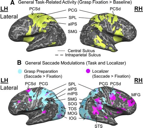 Posterior Parietal Cortex