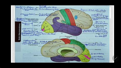 Occipital Cortex Visual Area Brodmanns Area 17 18 19 Striate
