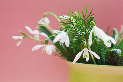 크리에이 티브 레이아웃 밝은 분홍색 배경에 헌병 꽃으로 만든 봄 최소한의 개념입니다 0명에 대한 스톡 사진 및 기타 이미지 0명 갈란투스 개념 Istock