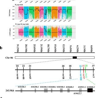 Map Based Cloning Of The PV PUR Locus A Using BSA Seq The PV PUR