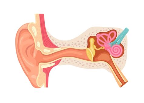 Anatomy Of The Human Ear Internal Structure Of The Ears Medical Vector