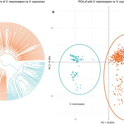 Euclidean Distance Dendrogram And Principal Component Analysis Pca Of