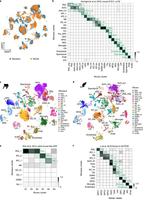 Validation Of Macaque Hippocampus Cell Populations Using Annotated Download Scientific Diagram
