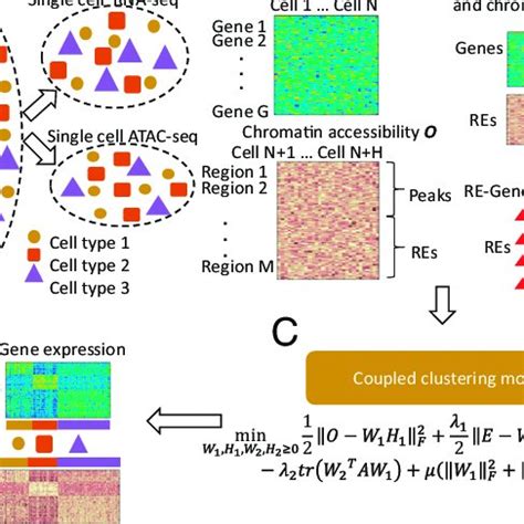 Overview Of The Coupled Clustering Method A Single Cell Gene Download Scientific Diagram