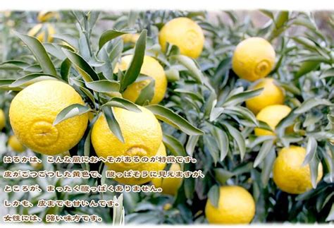 株式会社フレッシュつちやま はるか