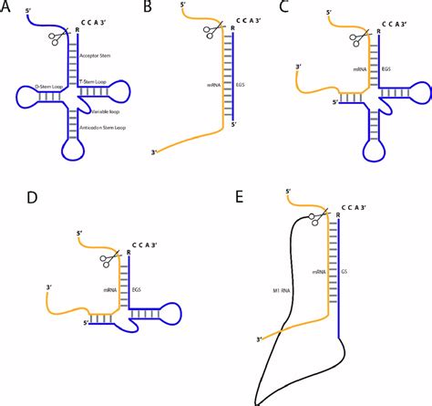 Schematic Illustration Of Rnase P Based Substrate Cleavage A