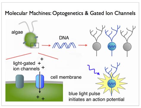 Bioengineering Of The Future Optogenetics Sq Online