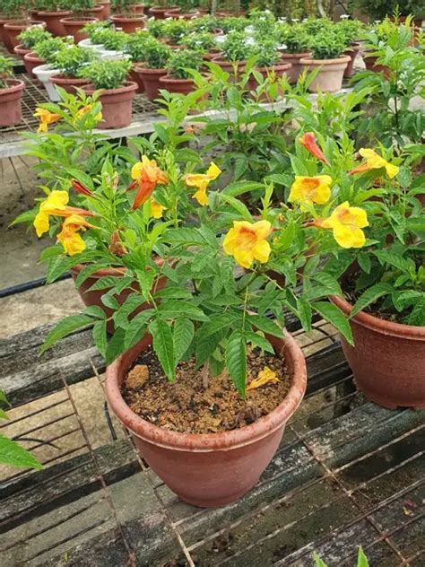 Esperanza Plant Care And Growing Information