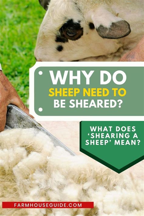 You Might Not Know That Sheep Have Wool Coats That Continuously Grow