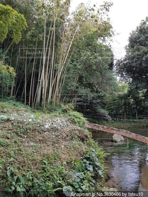 森を流れる川の写真・画像素材 3630466 Snapmart（スナップマート）