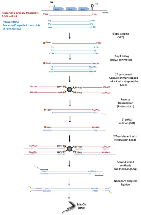 Detailed Overview Of The Ont Cappable Seq Method Download Scientific Diagram